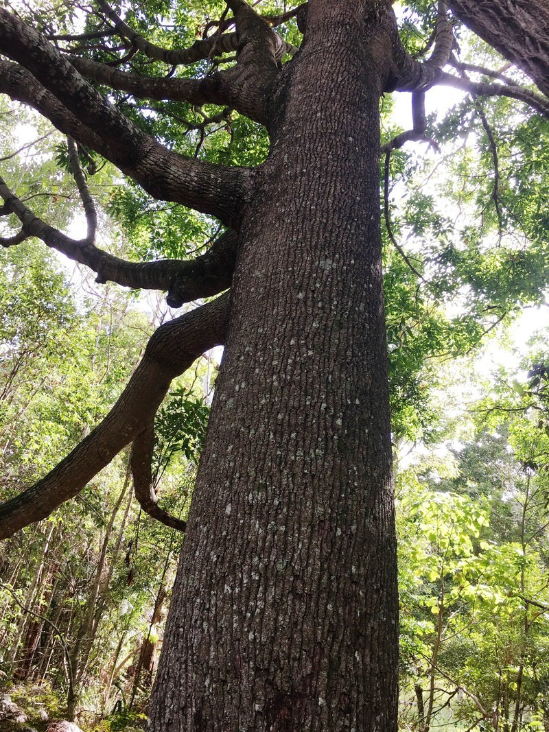 Protecting the Endangered Ormeau Bottle Tree Proves Successful at ...